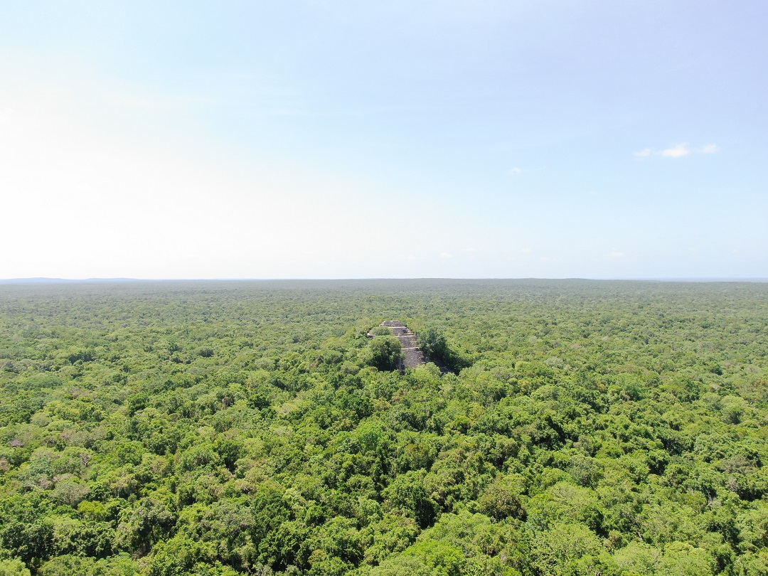 Selva maya pierde 546 mil hectáreas – elnorte