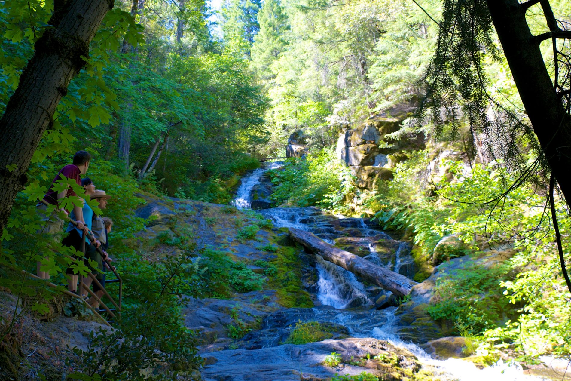 Por amor a los bosques – elnorte