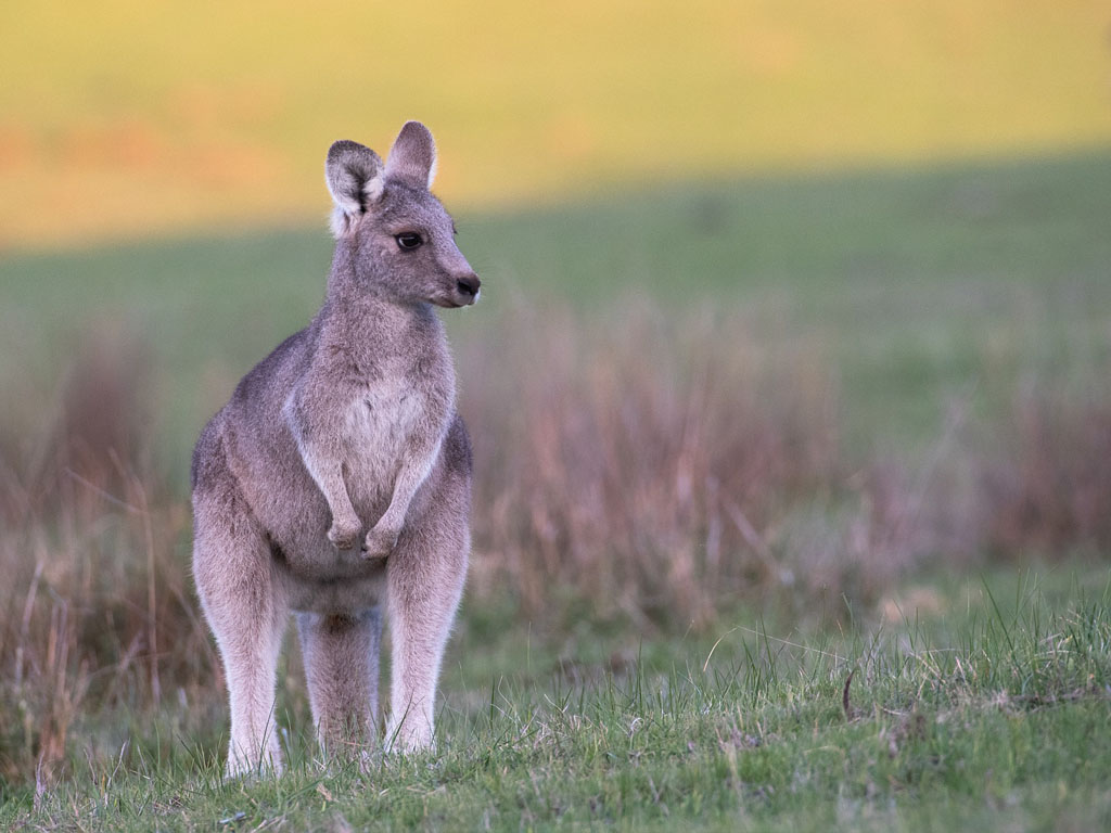 10 animales inusuales que se comen en el mundo – elnorte