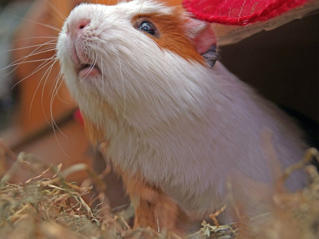 10 animales inusuales que se comen en el mundo – elnorte