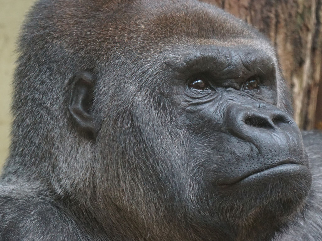 10 animales inusuales que se comen en el mundo – elnorte