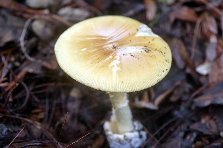 6 hongos comestibles que debes conocer – elnorte