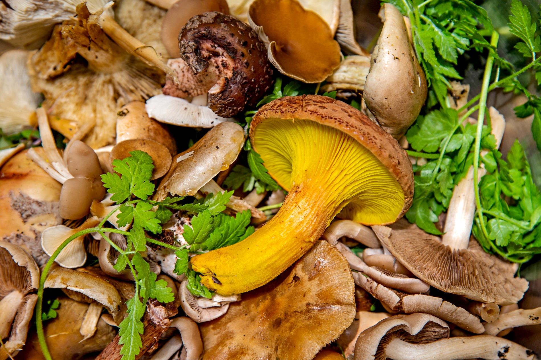 Llegó la temporada de hongos – elnorte