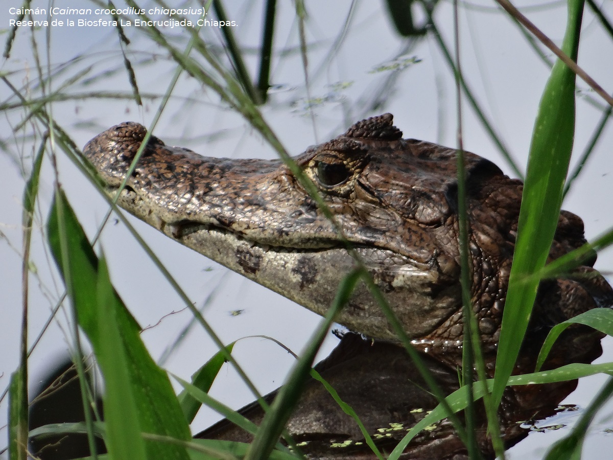 5 Reservas de la Biosfera donde habitan cocodrilos – elnorte