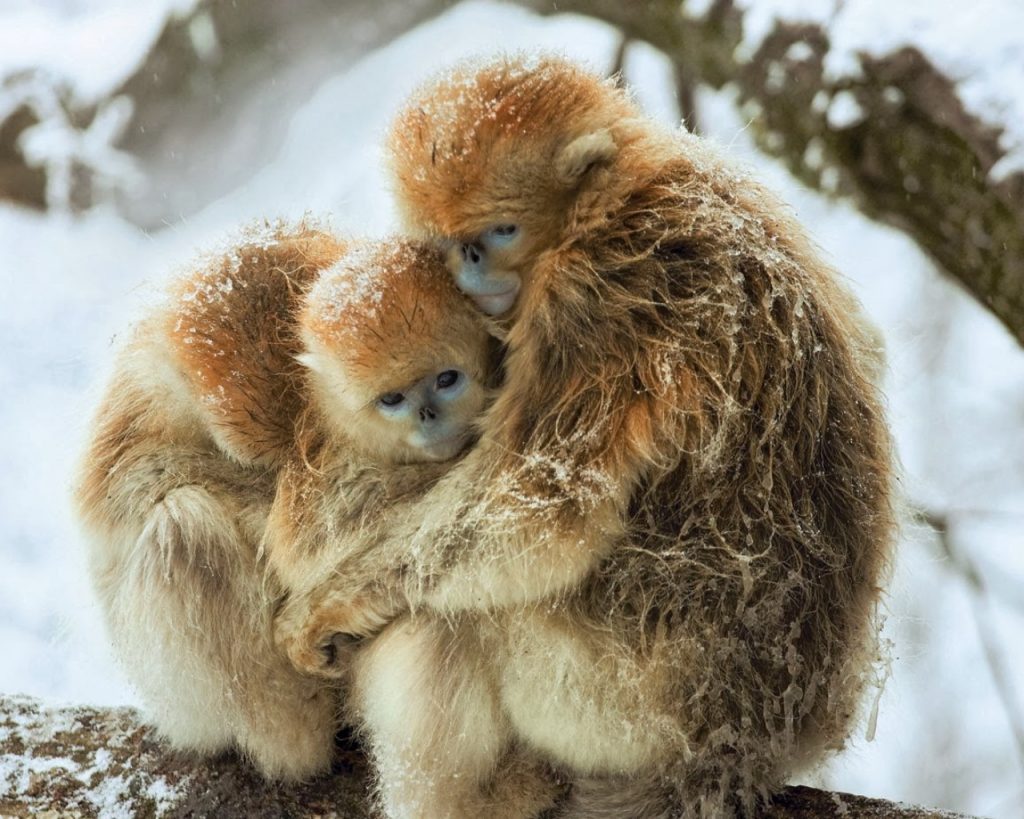 5 animales invernales que engalanan a China – elnorte