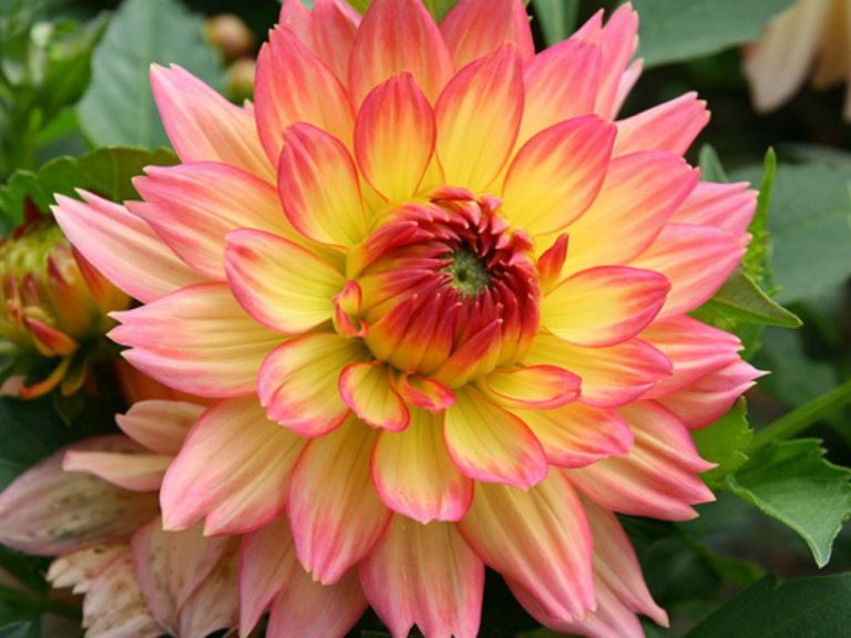 Orgullo nacional: 5 flores de México – elnorte