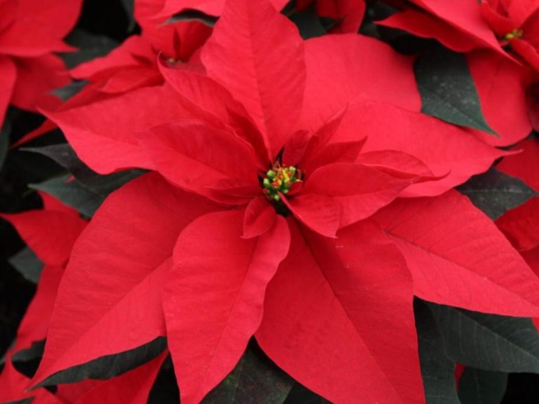 Orgullo nacional: 5 flores de México – elnorte