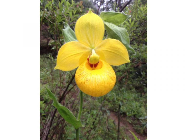 Orgullo nacional: 5 flores de México – elnorte