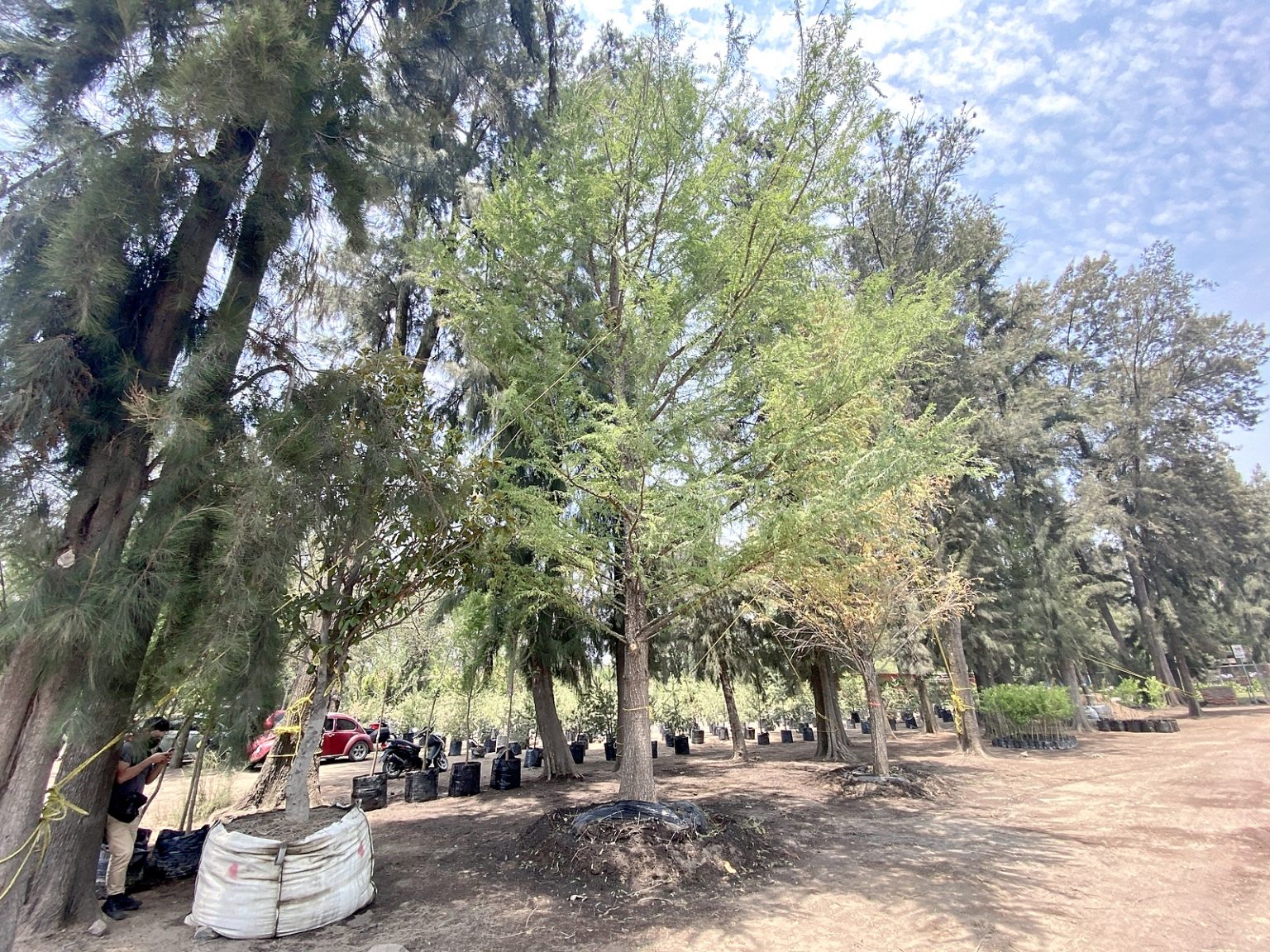 El ahuehuete de Reforma está en jaque y esta es su historia – elnorte