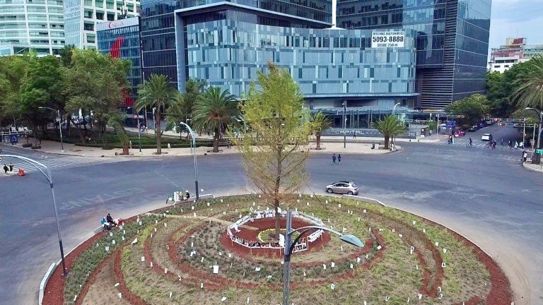 El ahuehuete de Reforma está en jaque y esta es su historia – elnorte