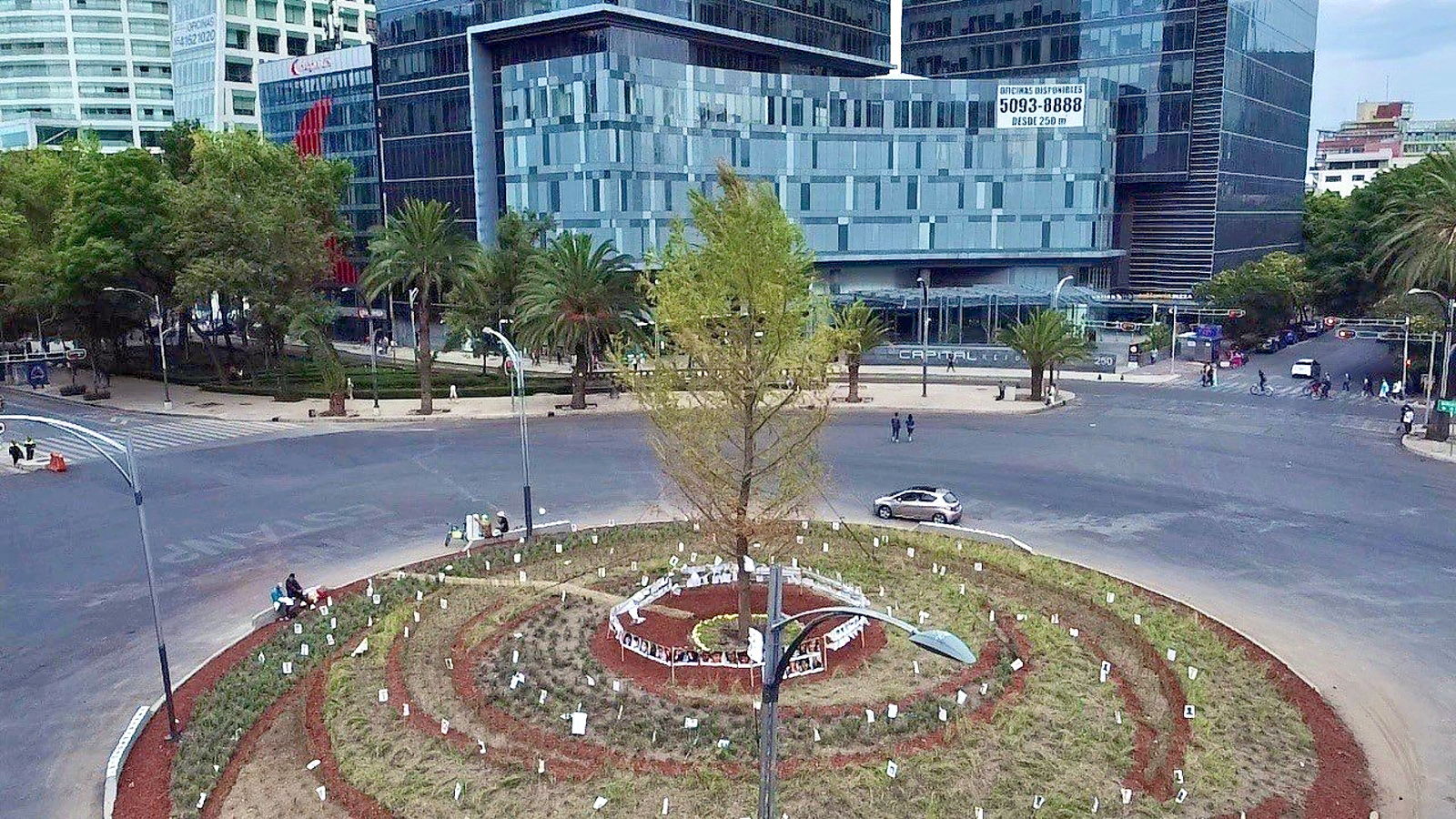 El ahuehuete de Reforma está en jaque y esta es su historia – elnorte