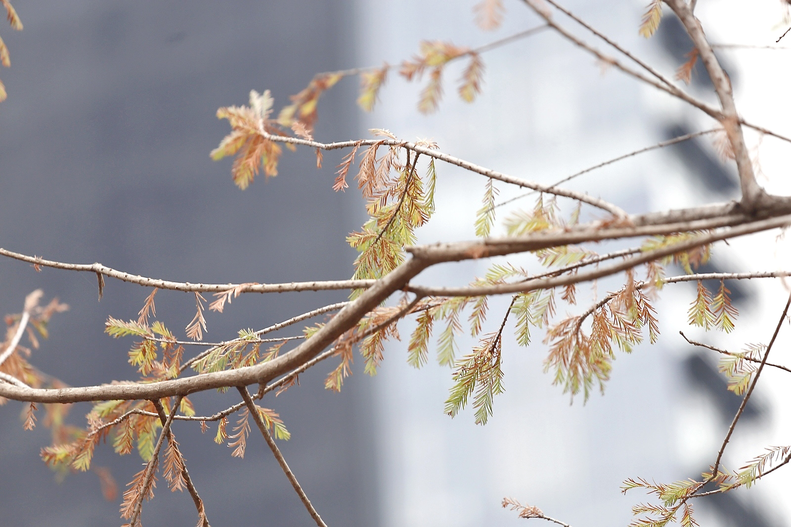 El ahuehuete de Reforma está en jaque y esta es su historia – elnorte