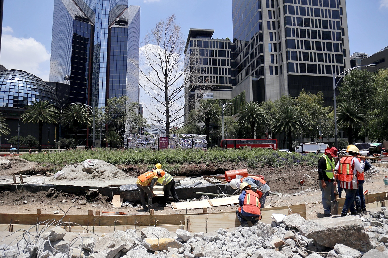 El ahuehuete de Reforma está en jaque y esta es su historia – elnorte