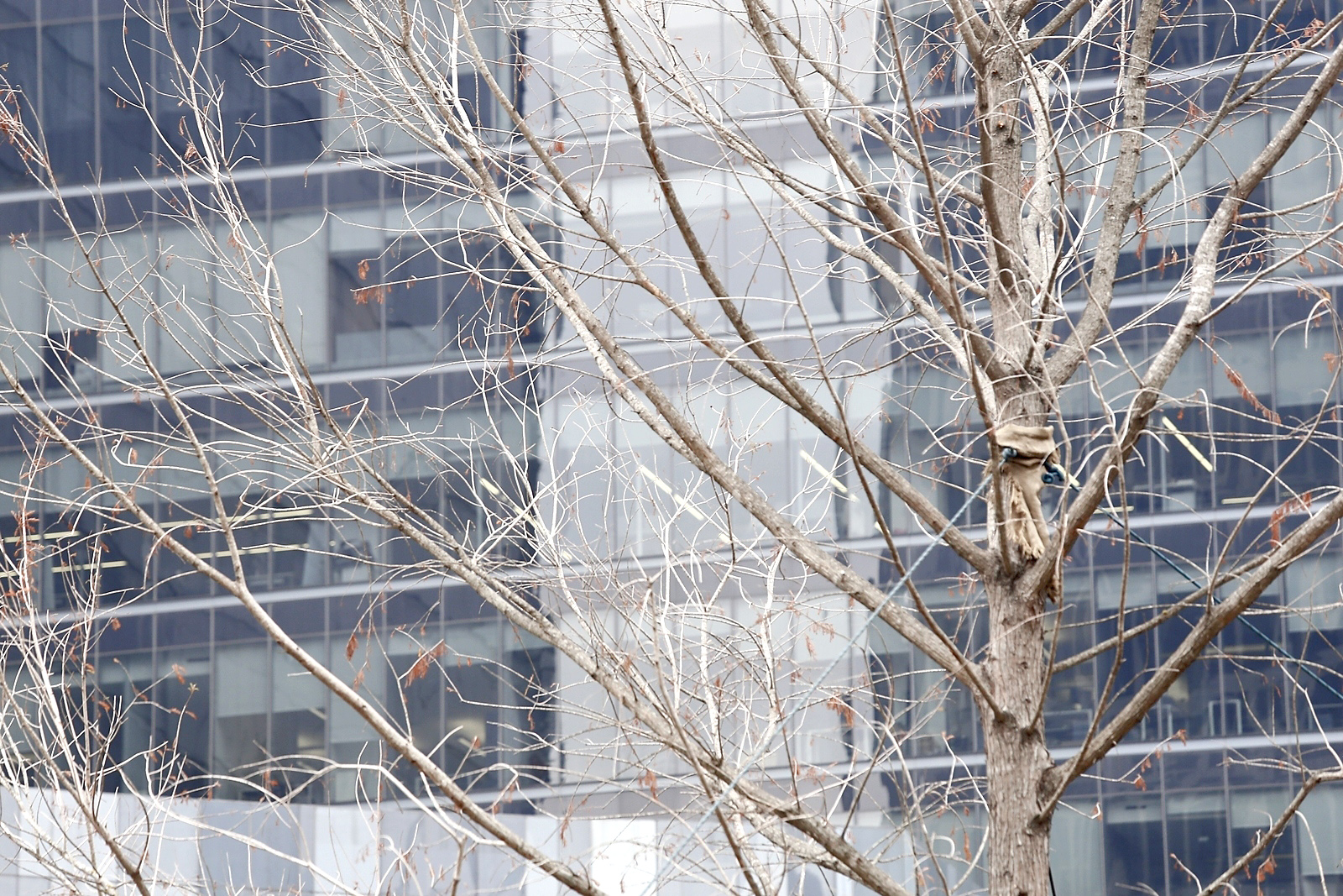 El ahuehuete de Reforma está en jaque y esta es su historia – elnorte