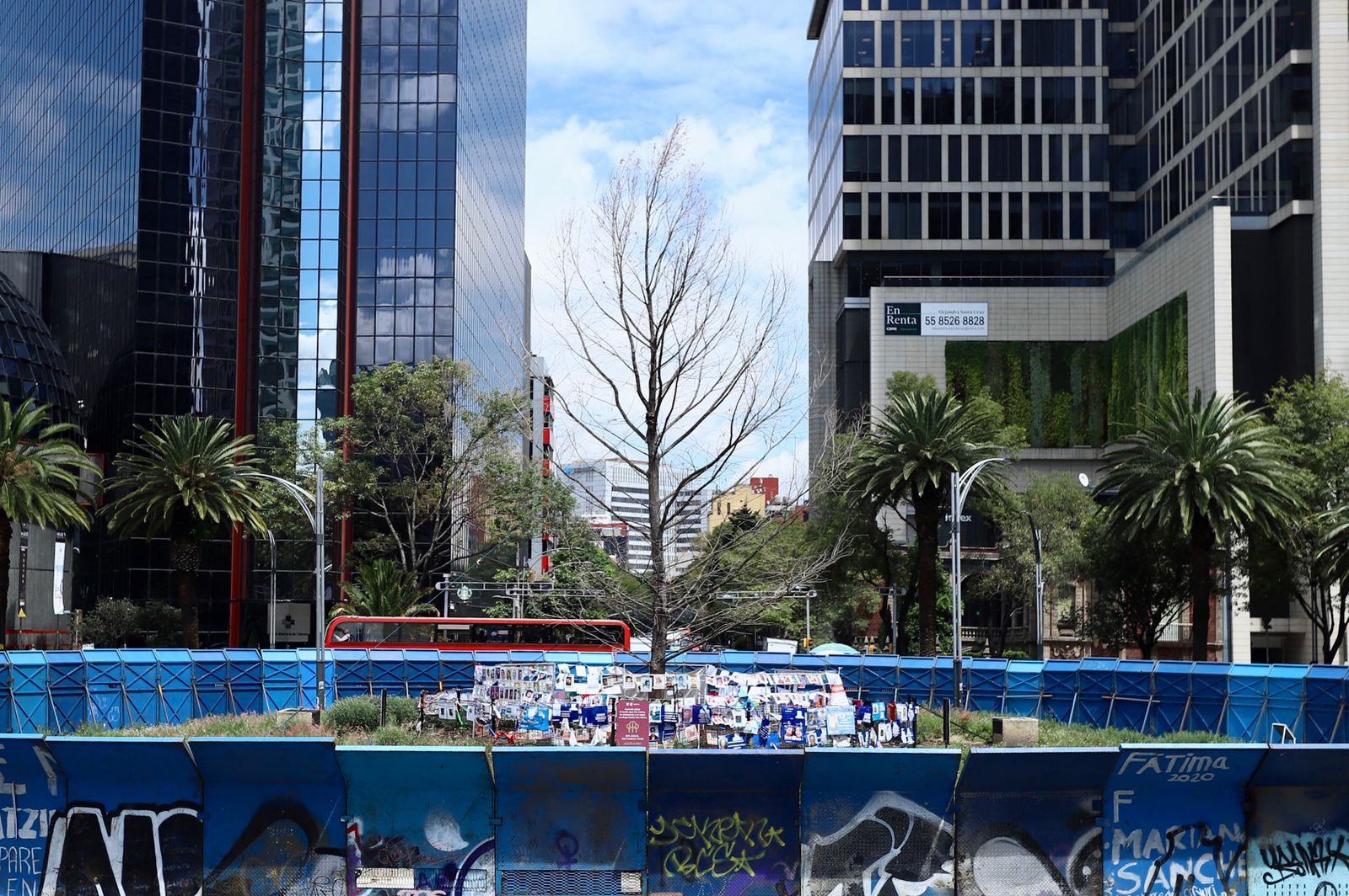 El ahuehuete de Reforma está en jaque y esta es su historia – elnorte