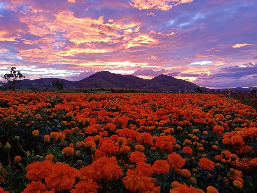 Lánzate por tu foto a los campos de cempasúchil – elnorte