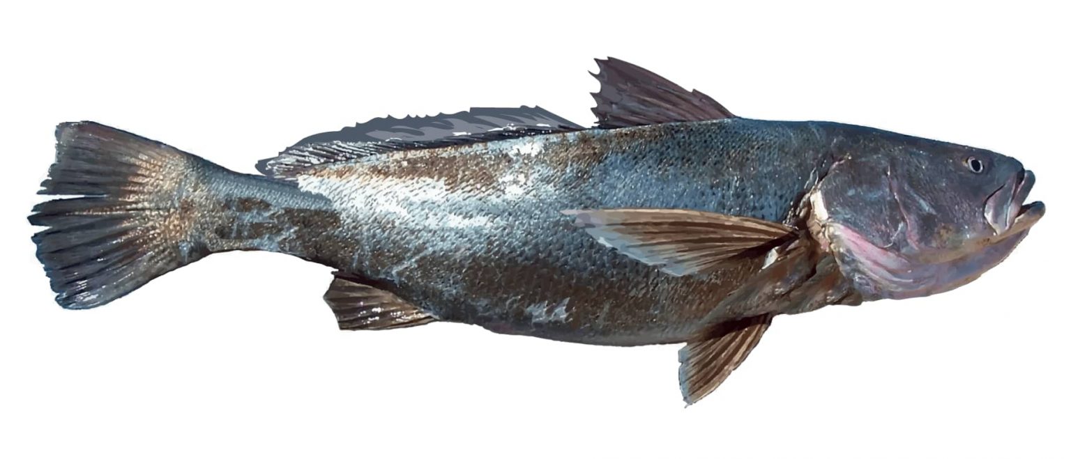 Cinco datos de la totoaba, pez mexicano que se trafica en Asia – elnorte