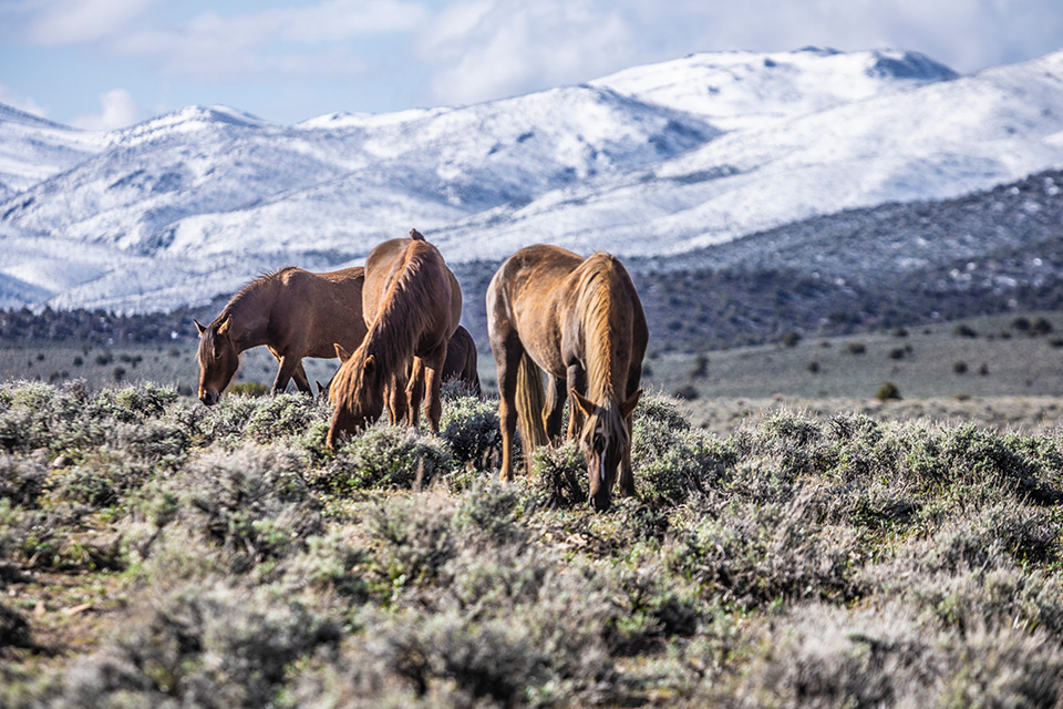 Vive un viaje inolvidable por las rutas escénicas de Nevada