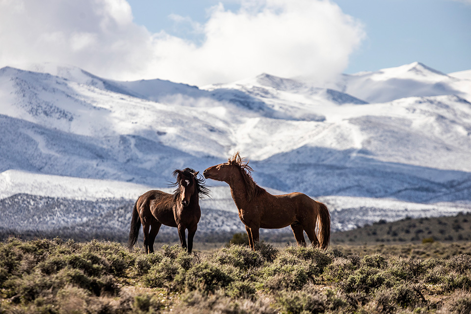 nevada141124 – elnorte