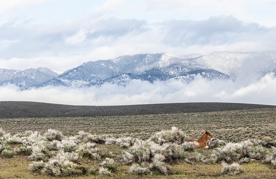 nevada141124 – elnorte